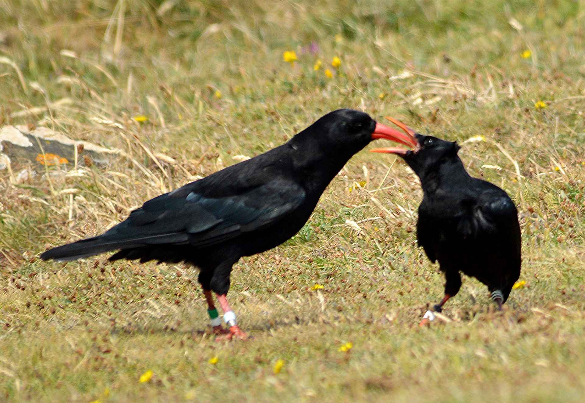 Chough monitoring - Cornwall Birds (CBWPS)