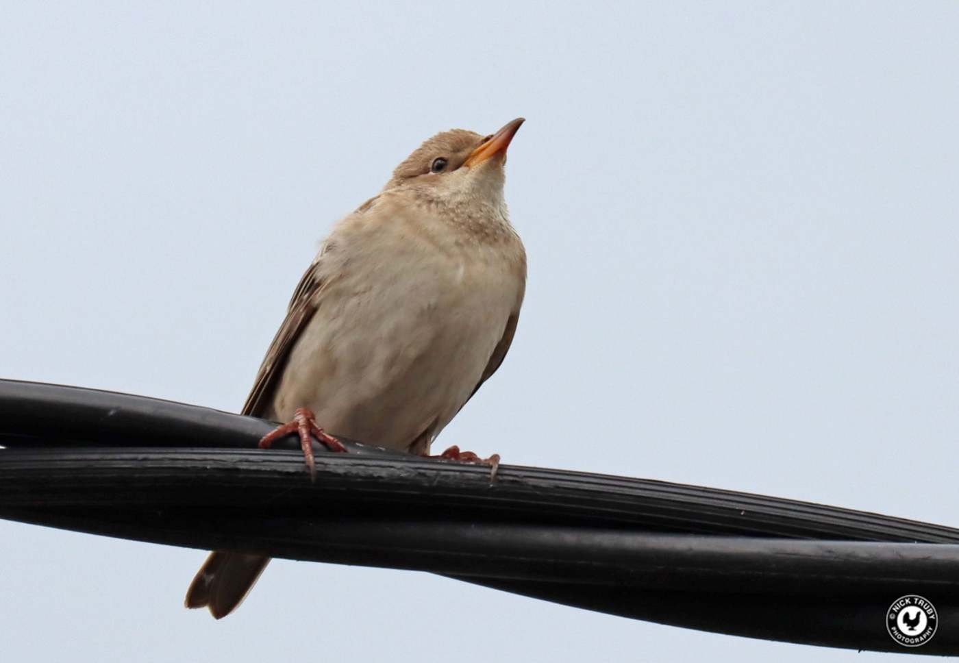 Wednesday 14th September 2022 - Cornwall Birds (CBWPS)