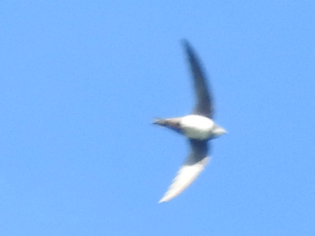 Monday 27th March 2023 - Cornwall Birds (CBWPS)