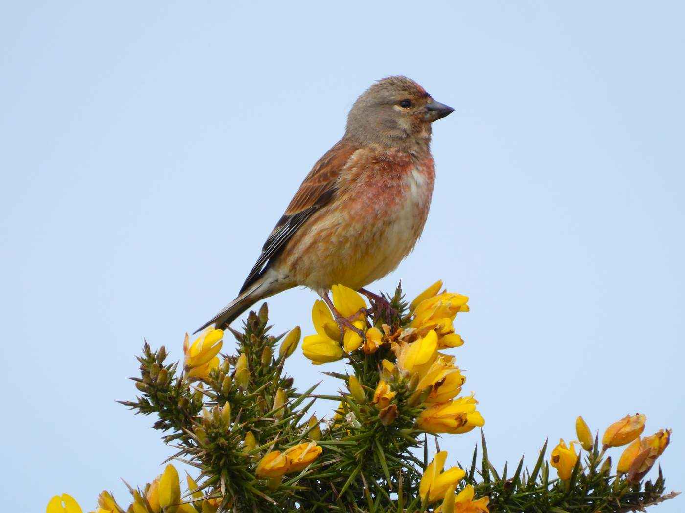 Home - Cornwall Birds (CBWPS)