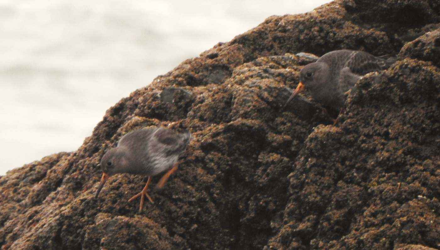 Thursday 15th February 2024 - Cornwall Birds (CBWPS)