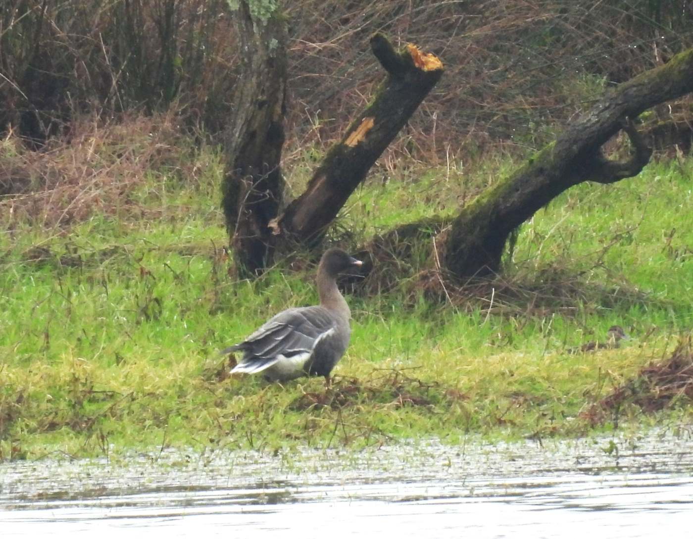 Tuesday 23rd December 2025 - Cornwall Birds (CBWPS)