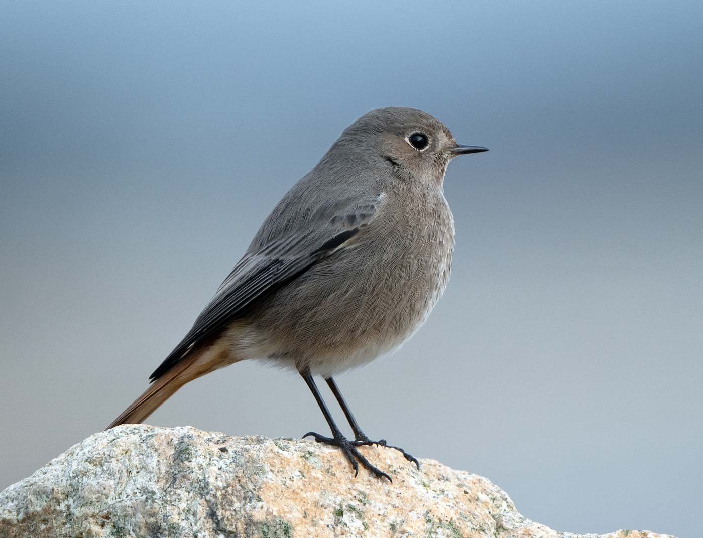 Thursday 8th January 2026 - Cornwall Birds (CBWPS)