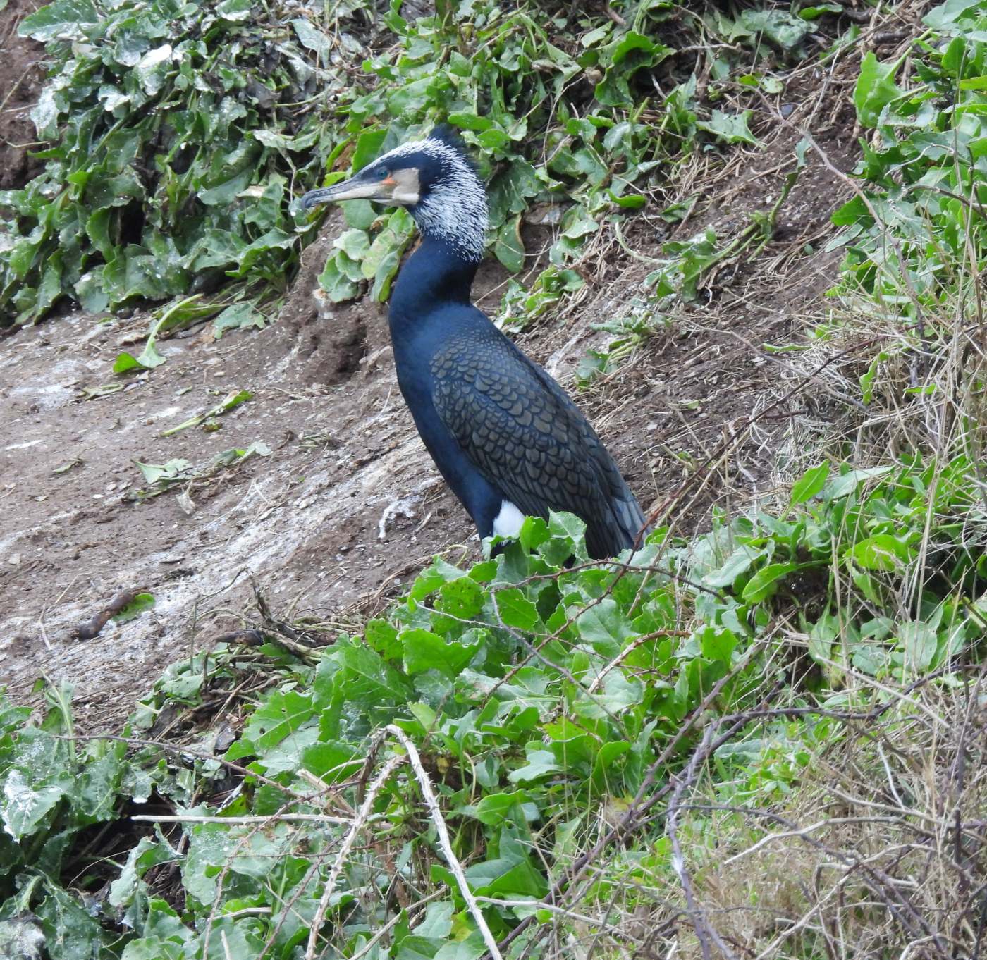 Friday 16th January 2026 - Cornwall Birds (CBWPS)