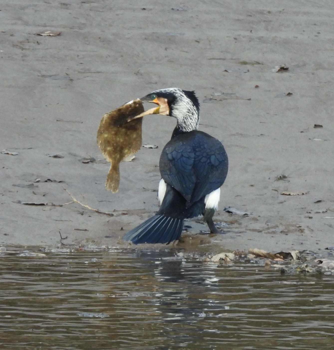 Friday 16th January 2026 - Cornwall Birds (CBWPS)