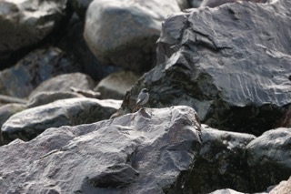 Wednesday 7th January 2026 - Cornwall Birds (CBWPS)