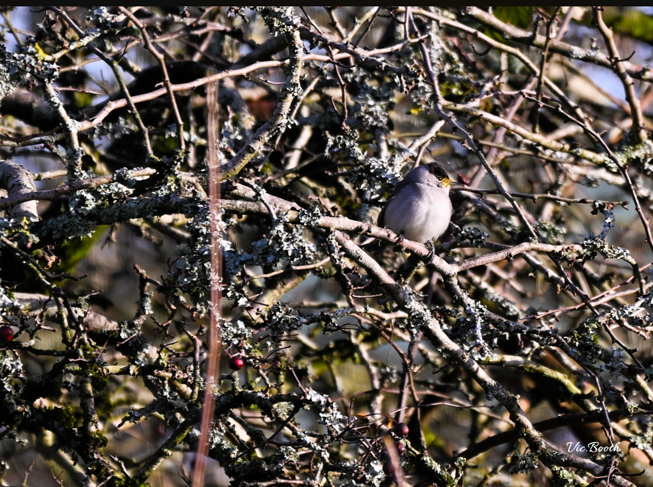 Tuesday 13th January 2026 - Cornwall Birds (CBWPS)