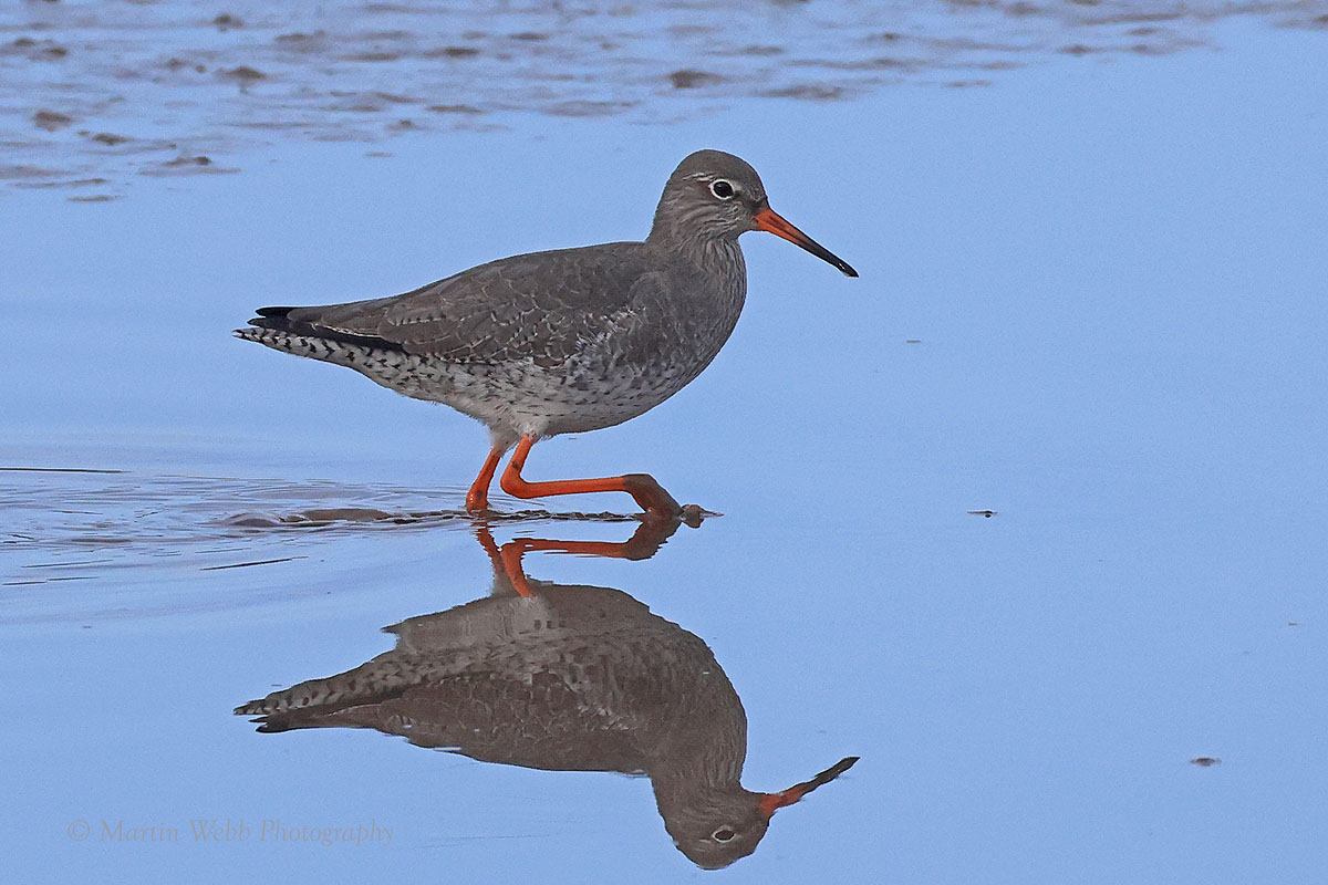 Thursday 15th January 2026 - Cornwall Birds (CBWPS)