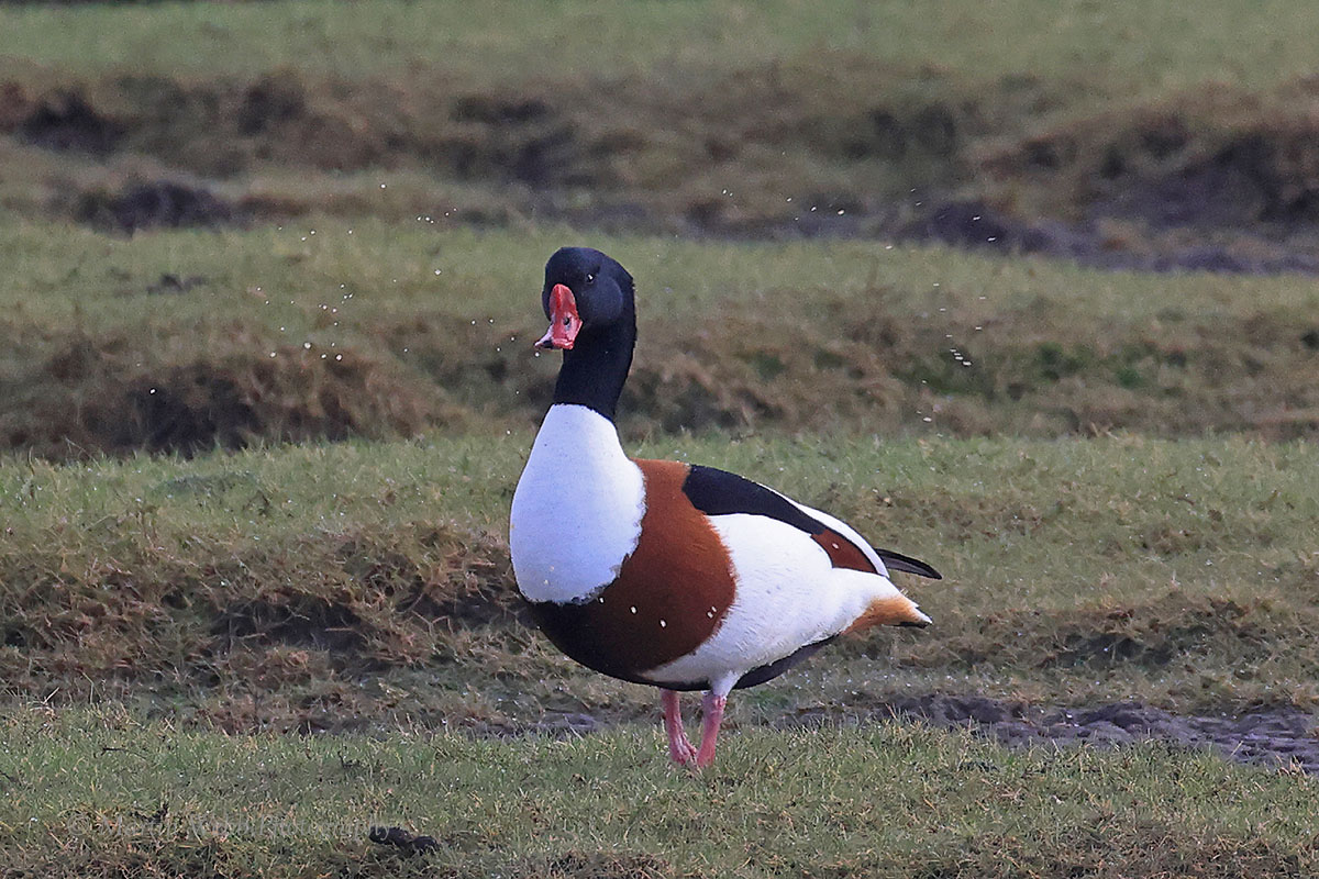 Thursday 15th January 2026 - Cornwall Birds (CBWPS)
