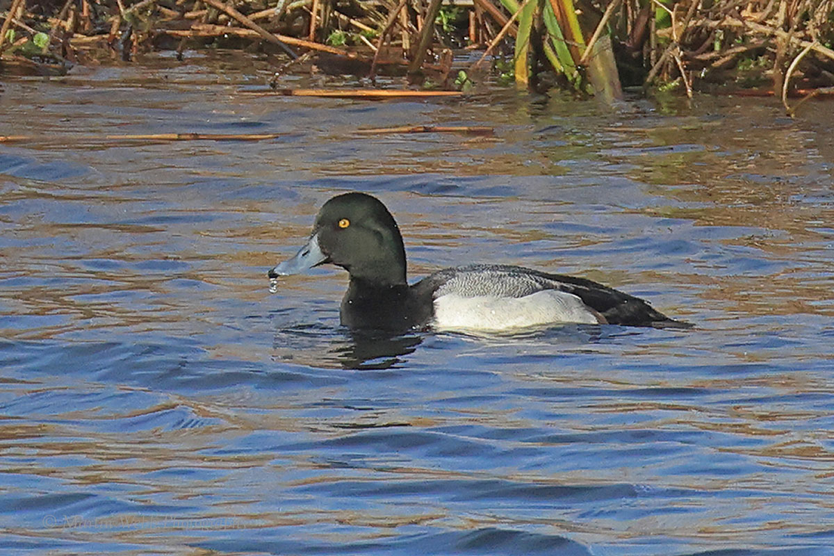 Saturday 17th January 2026 - Cornwall Birds (CBWPS)