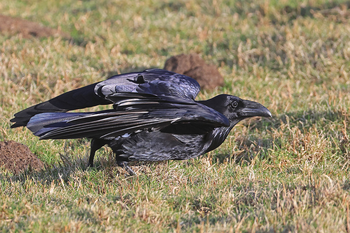 Saturday 17th January 2026 - Cornwall Birds (CBWPS)