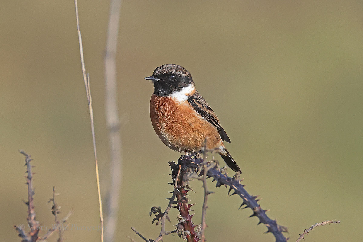 Saturday 17th January 2026 - Cornwall Birds (CBWPS)