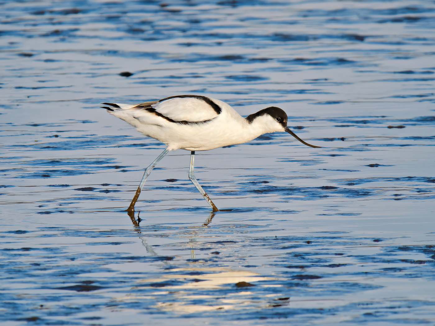 Photo of the Week 5th-11th January 2026 - Cornwall Birds (CBWPS)