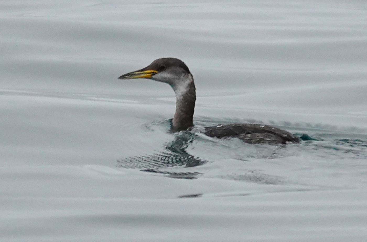 Friday 16th January 2026 - Cornwall Birds (CBWPS)