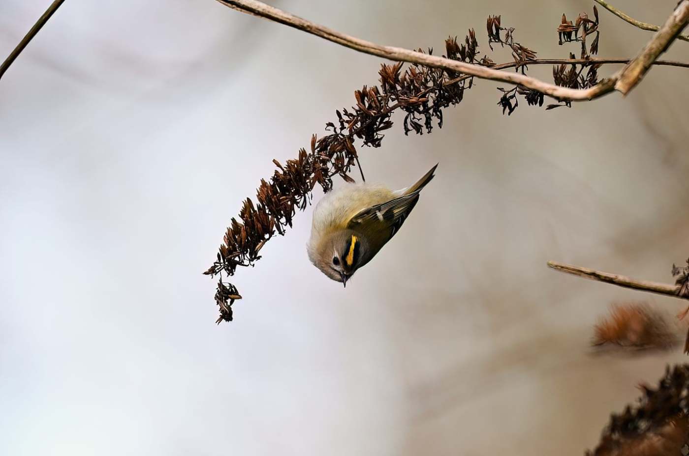 Wednesday 7th January 2026 - Cornwall Birds (CBWPS)