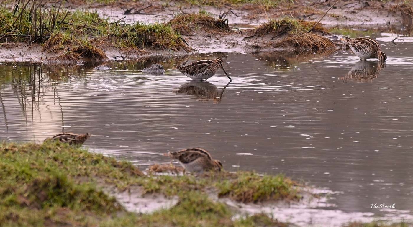 Wednesday 14th January 2026 - Cornwall Birds (CBWPS)